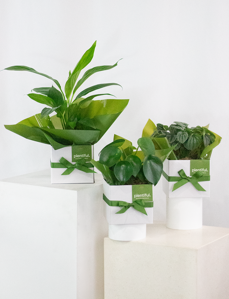 Plentiful Plants – Plentiful Flowers